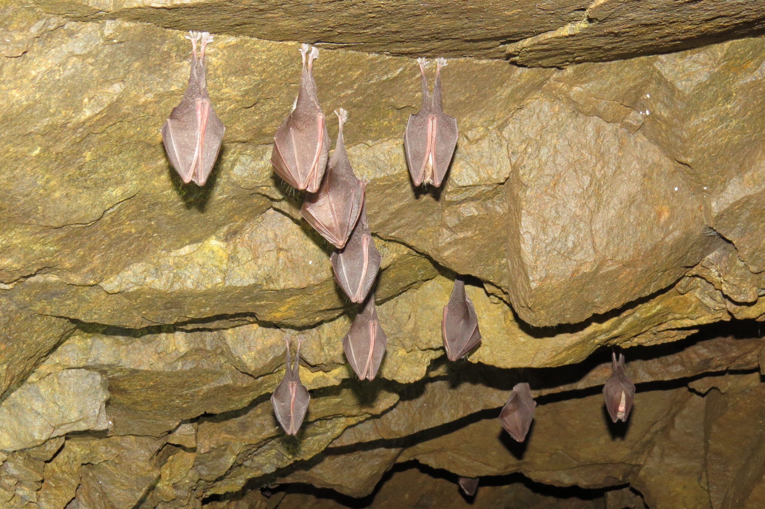 Zimovanie netopierov – CHKO Vihorlat